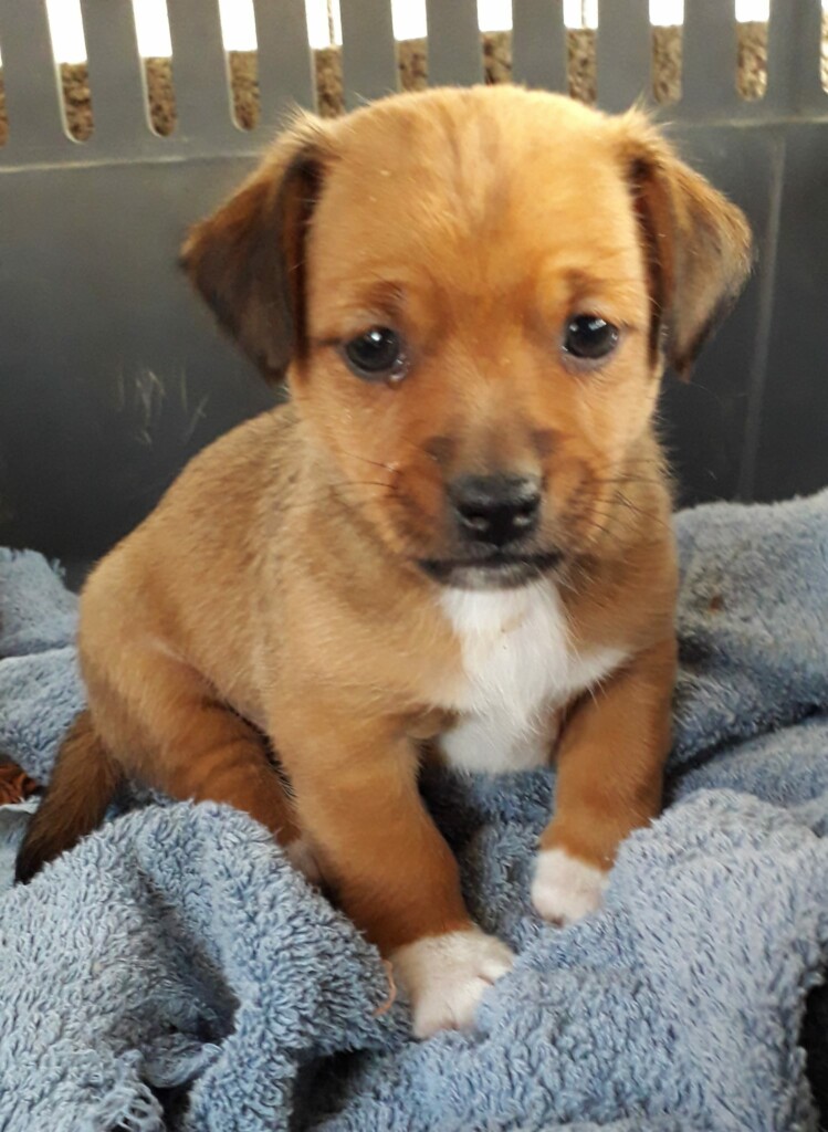 Inuk » Kanarenhunde e.V.